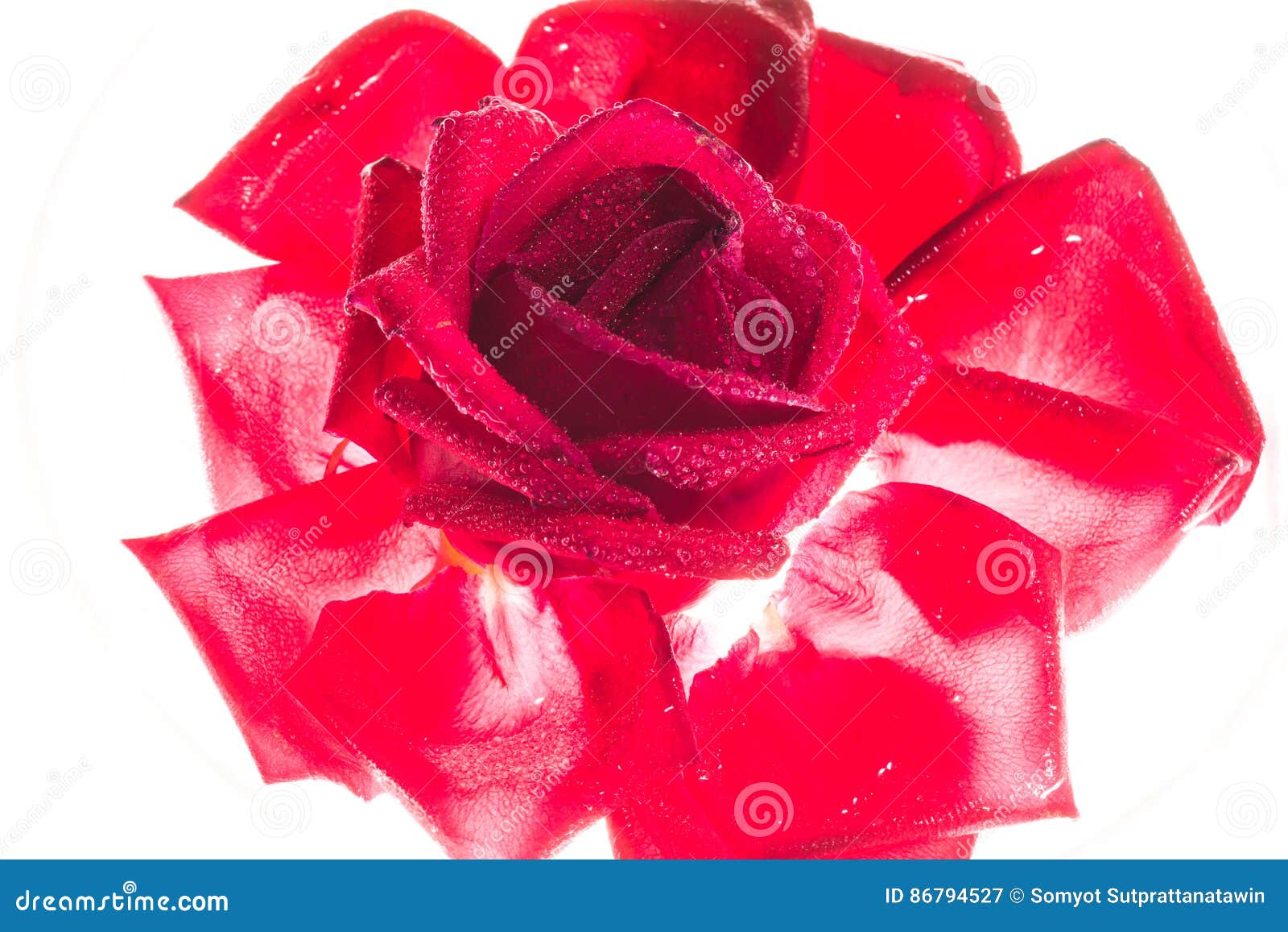 Red Rose Background Texture Stock Image - Image of beautiful, romantic ...
