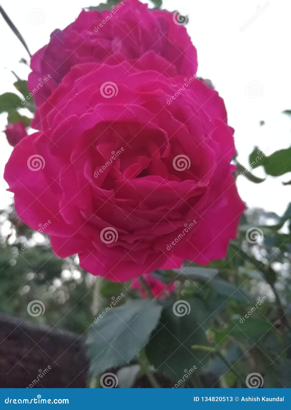 Red rose stock image. Image of backround, natural, color - 134820513