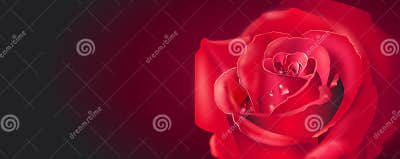 Red Rose Banner stock vector. Illustration of drama, gift - 14688836