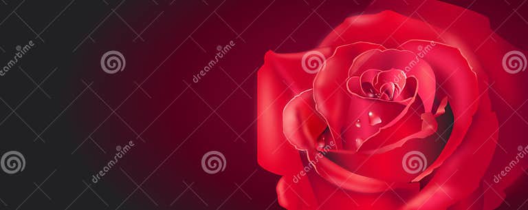 Red Rose Banner stock vector. Illustration of drama, gift - 14688836