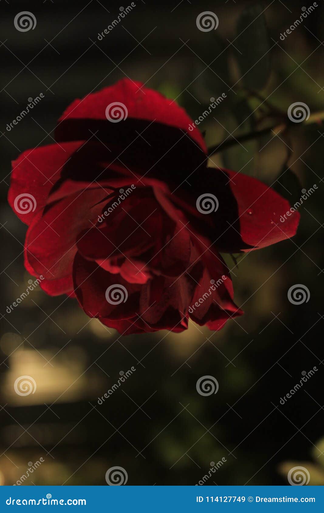 Red rose stock image. Image of blood, flower, rose, object - 114127749