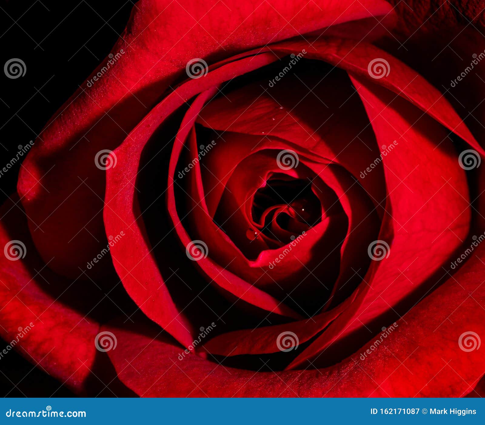 Red rose close up isolated stock image. Image of beautiful - 162171087