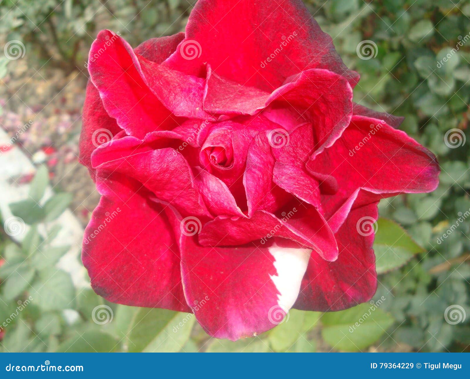 Red Connotes Photos - Free & Royalty-Free Stock Photos from Dreamstime