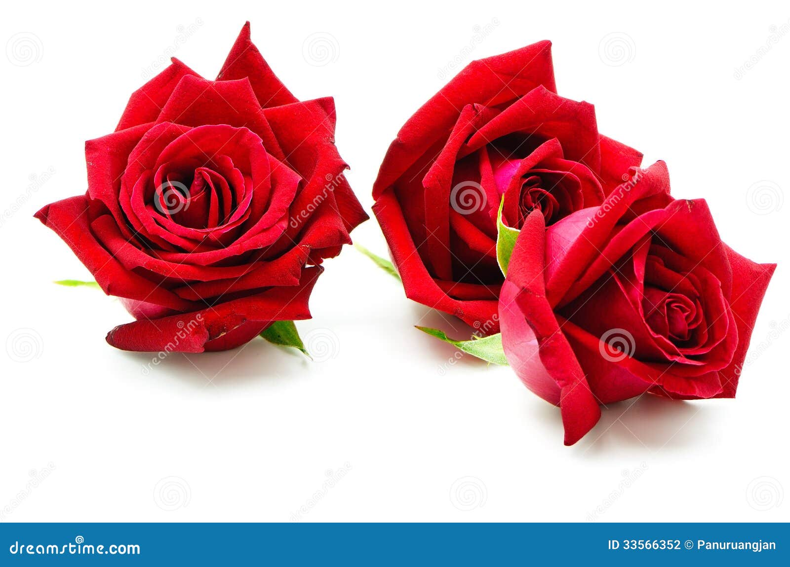 Red rose stock photo. Image of love, color, card, roses - 33566352