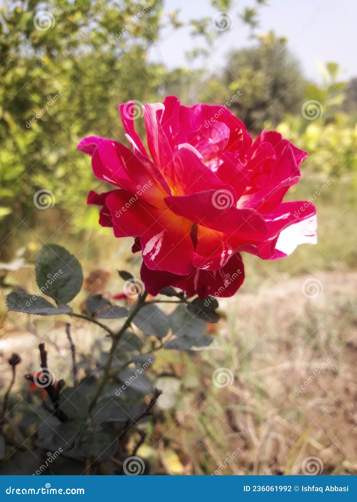 Red Rose Beautiful in Pakistan Stock Photo - Image of autumn, pakistan ...