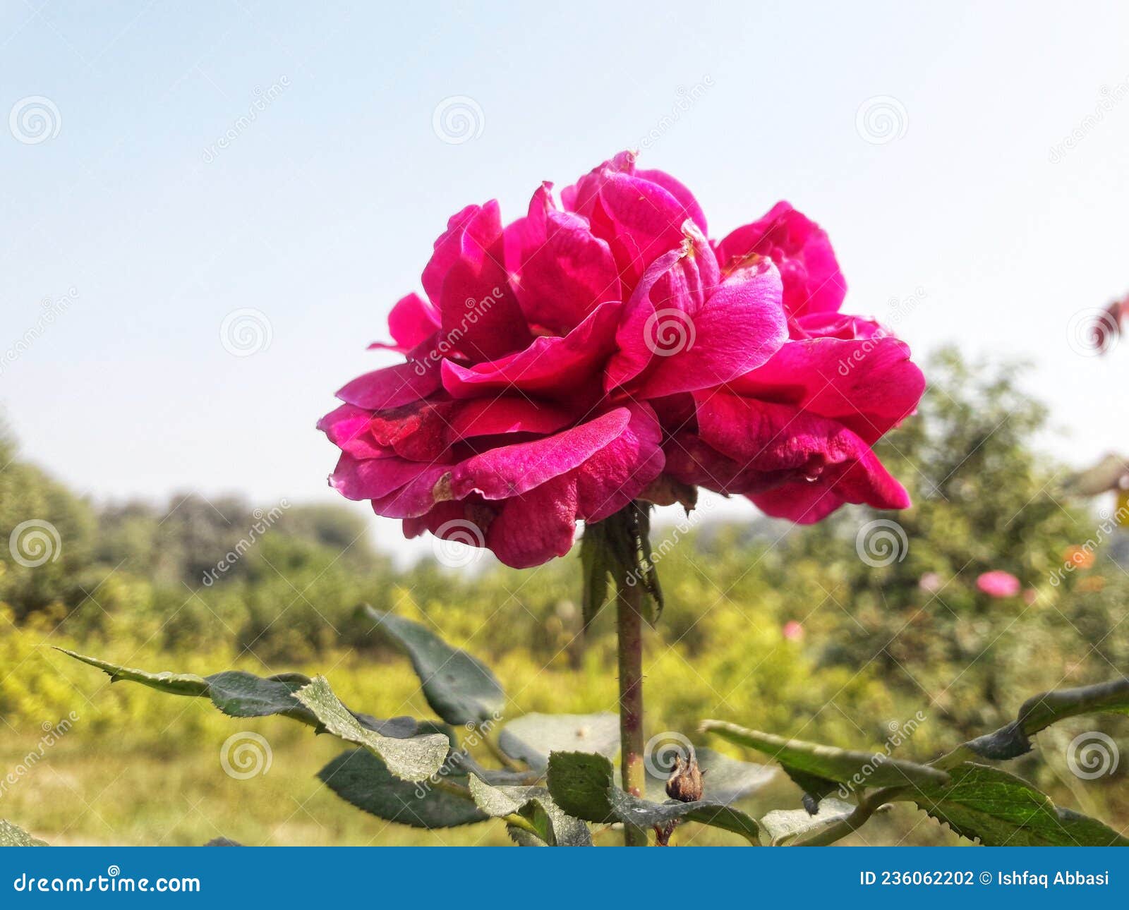 Red Rose Beautiful in Pakistan Stock Photo - Image of blossom ...