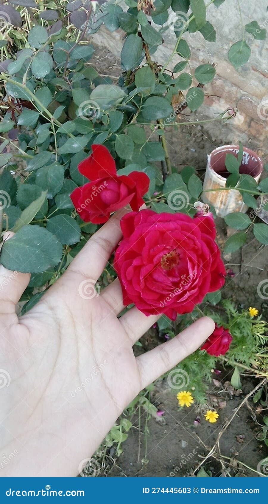 Red Rose in Beautiful Pakistani Girl Stock Image - Image of girl, rose ...