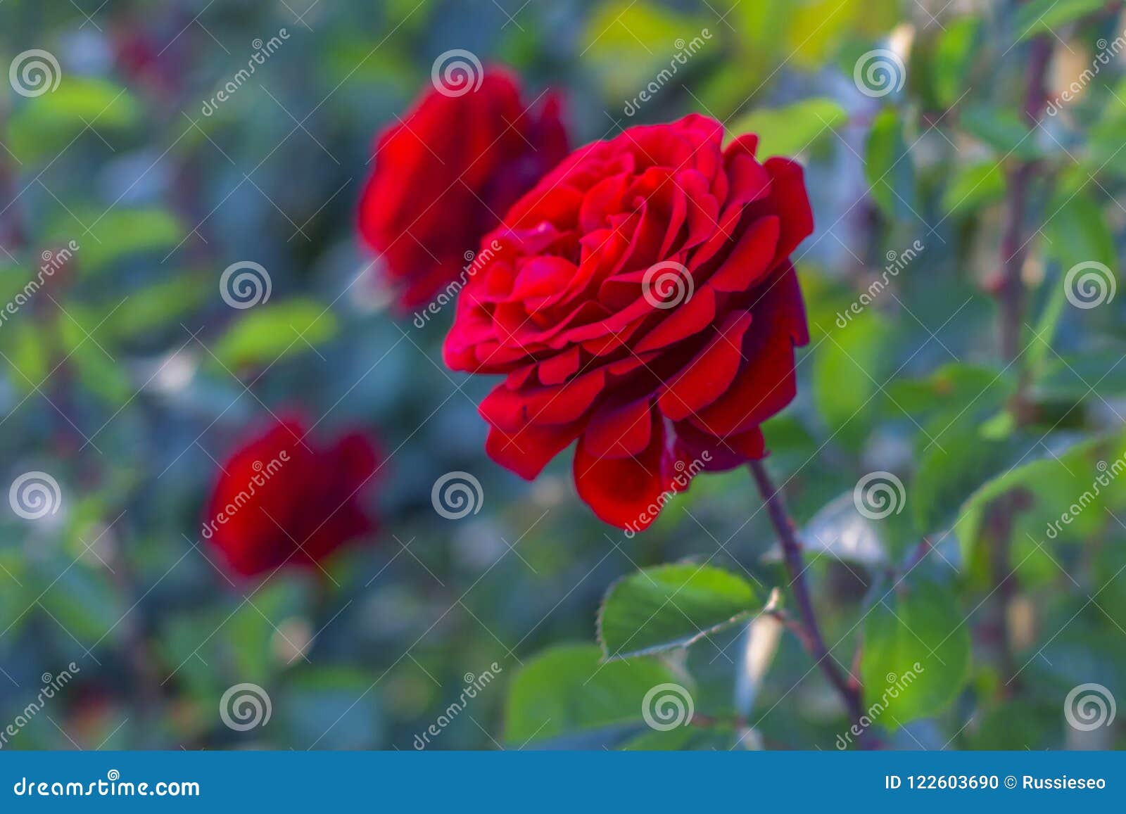 Red rose stock photo. Image of spring, garden, flowers - 122603690