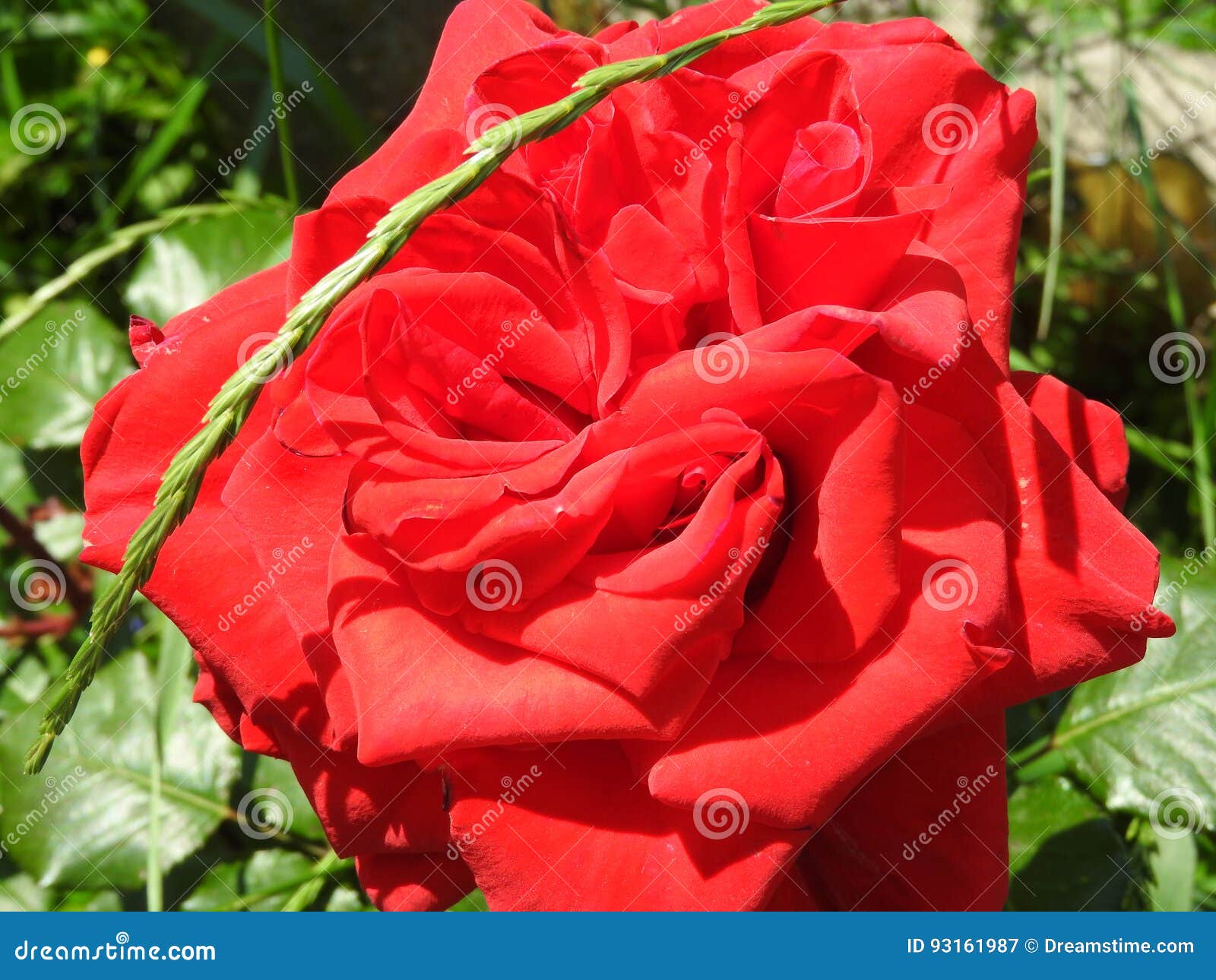 Red rose stock image. Image of sunshine, nature, love - 93161987