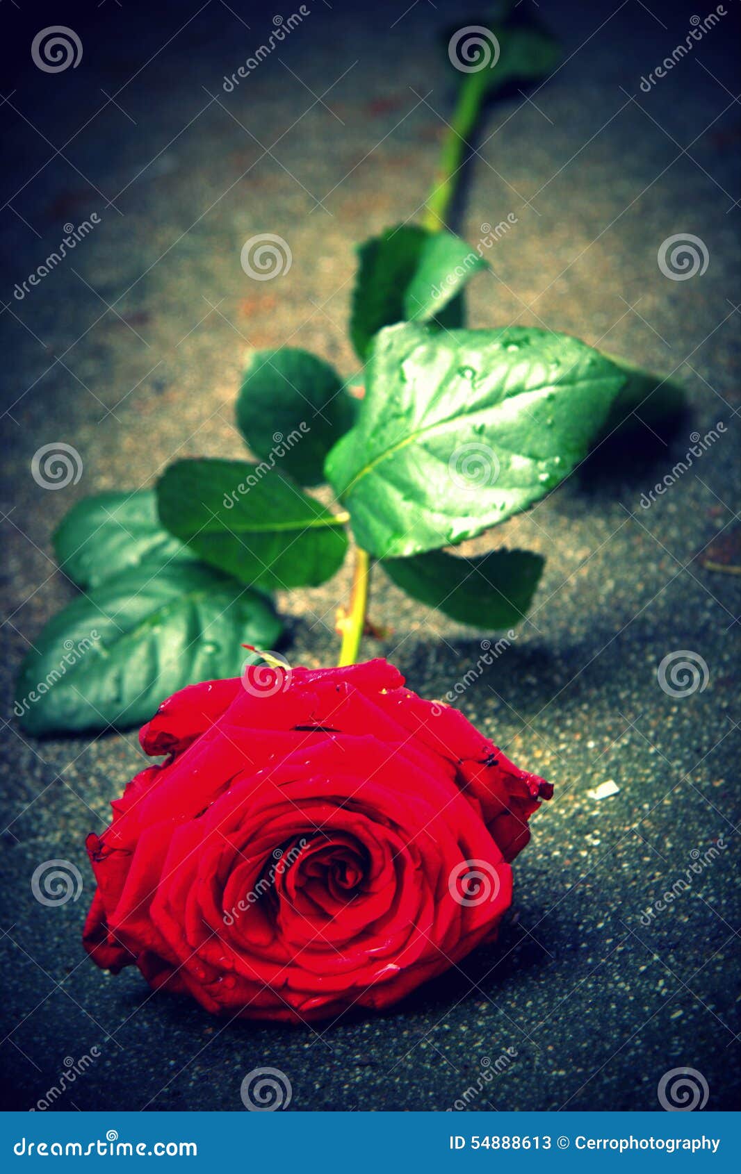Red rose beauty stock image. Image of fresh, decoration - 54888613