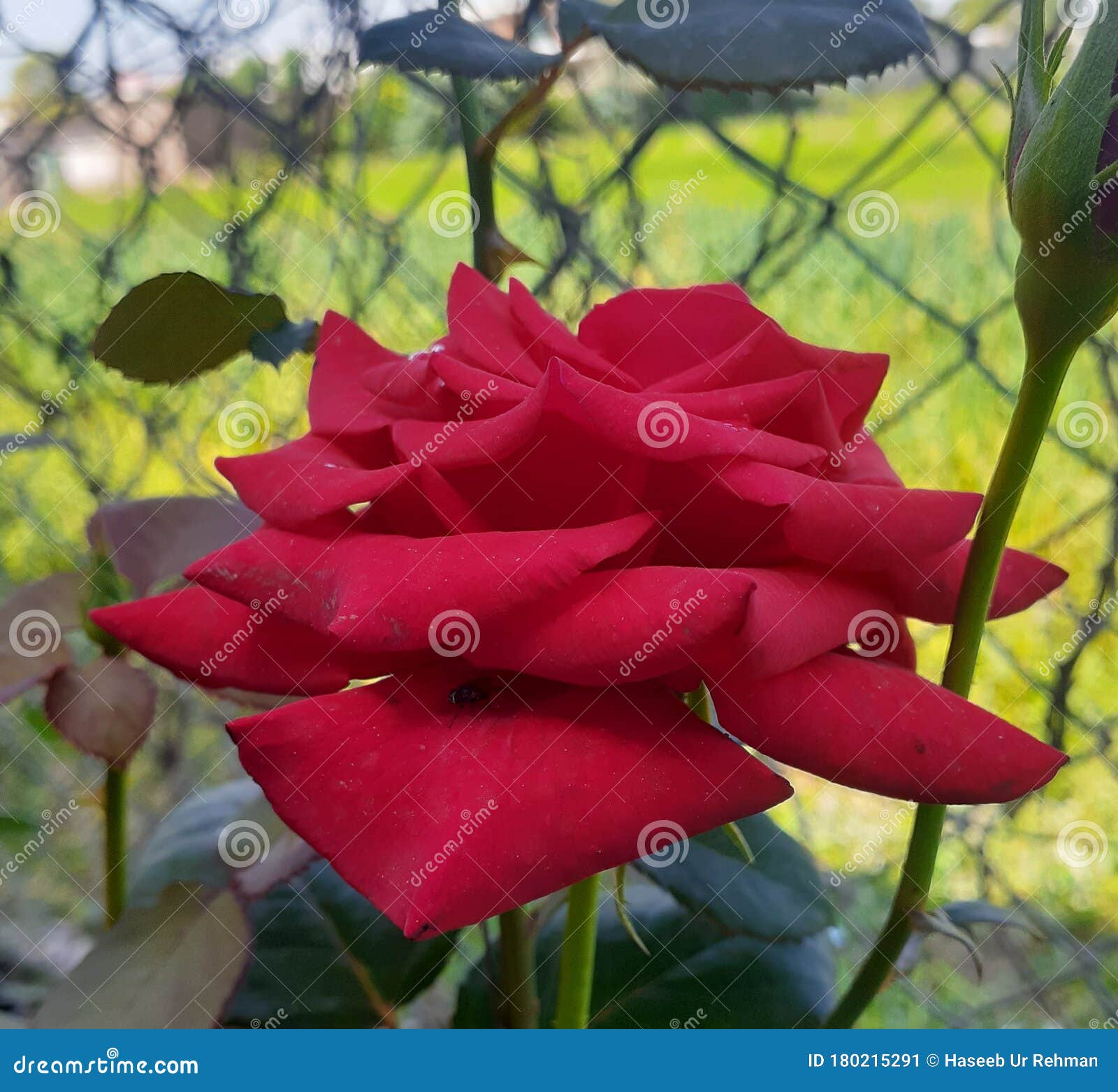 Red rose beauty of flower stock image. Image of flower - 180215291
