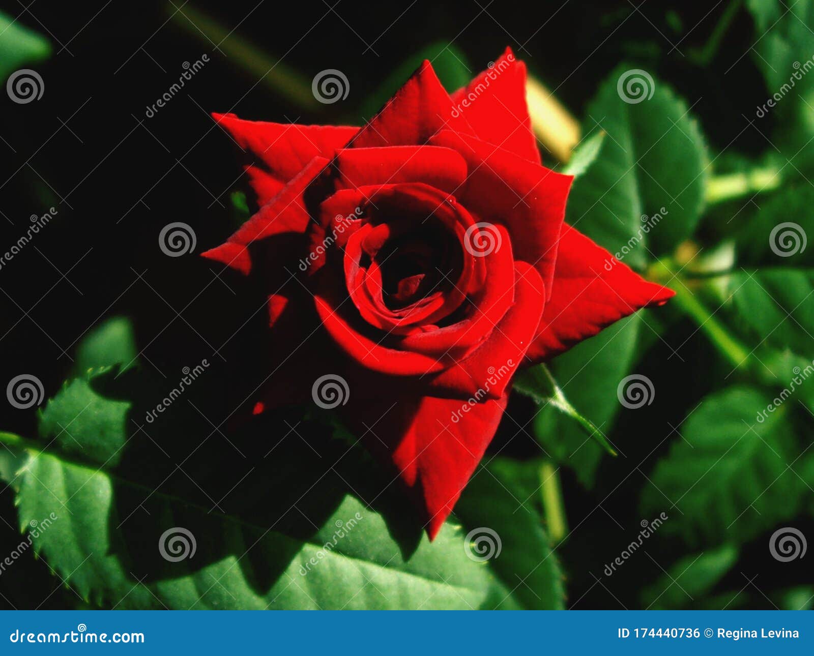 Red rose, beauty of nature stock photo. Image of flower - 174440736