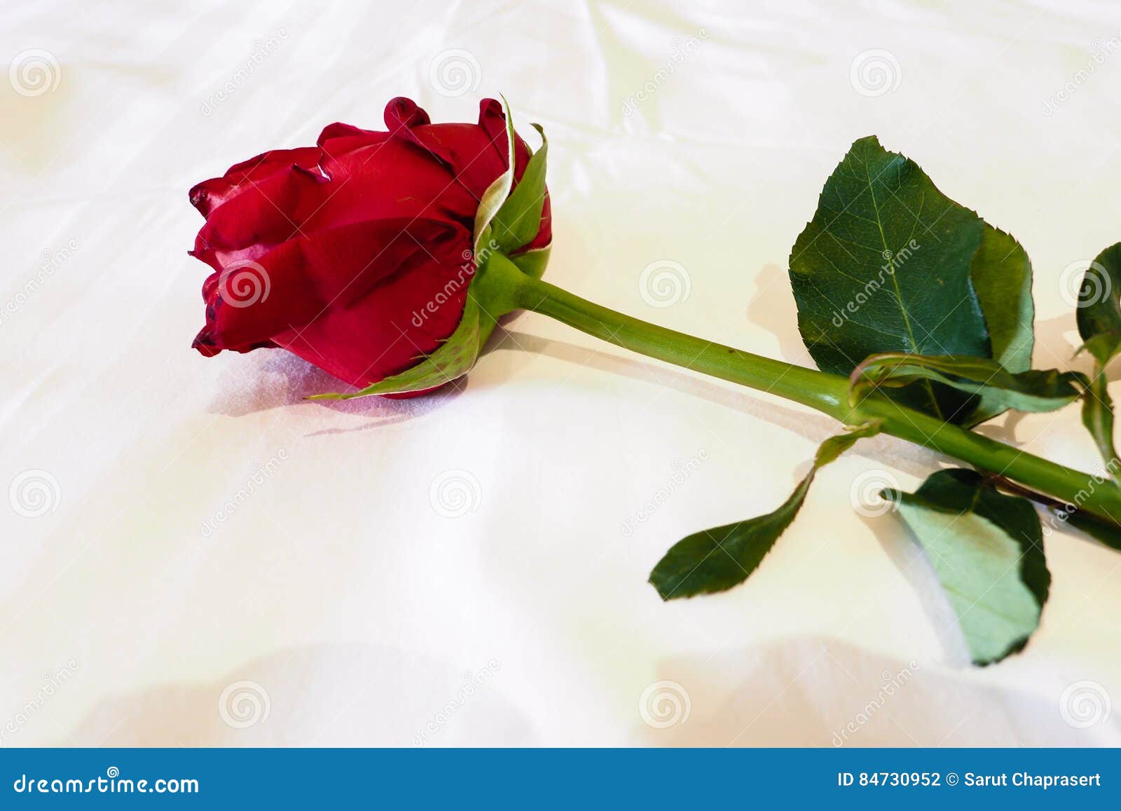 Red rose on bed stock photo. Image of rose, lover, couple - 84730952