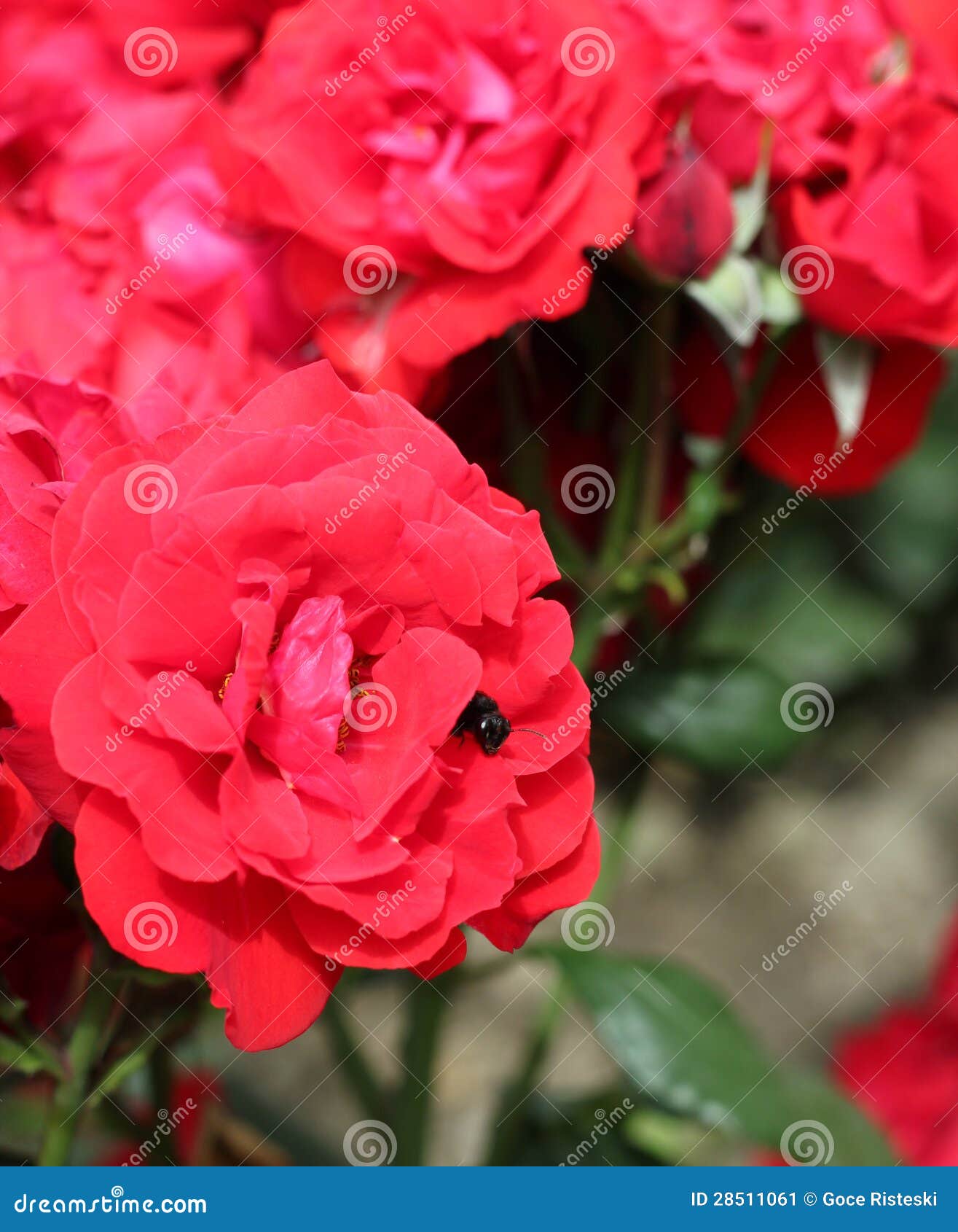 Red rose and bee stock image. Image of petal, bulk, herb - 28511061