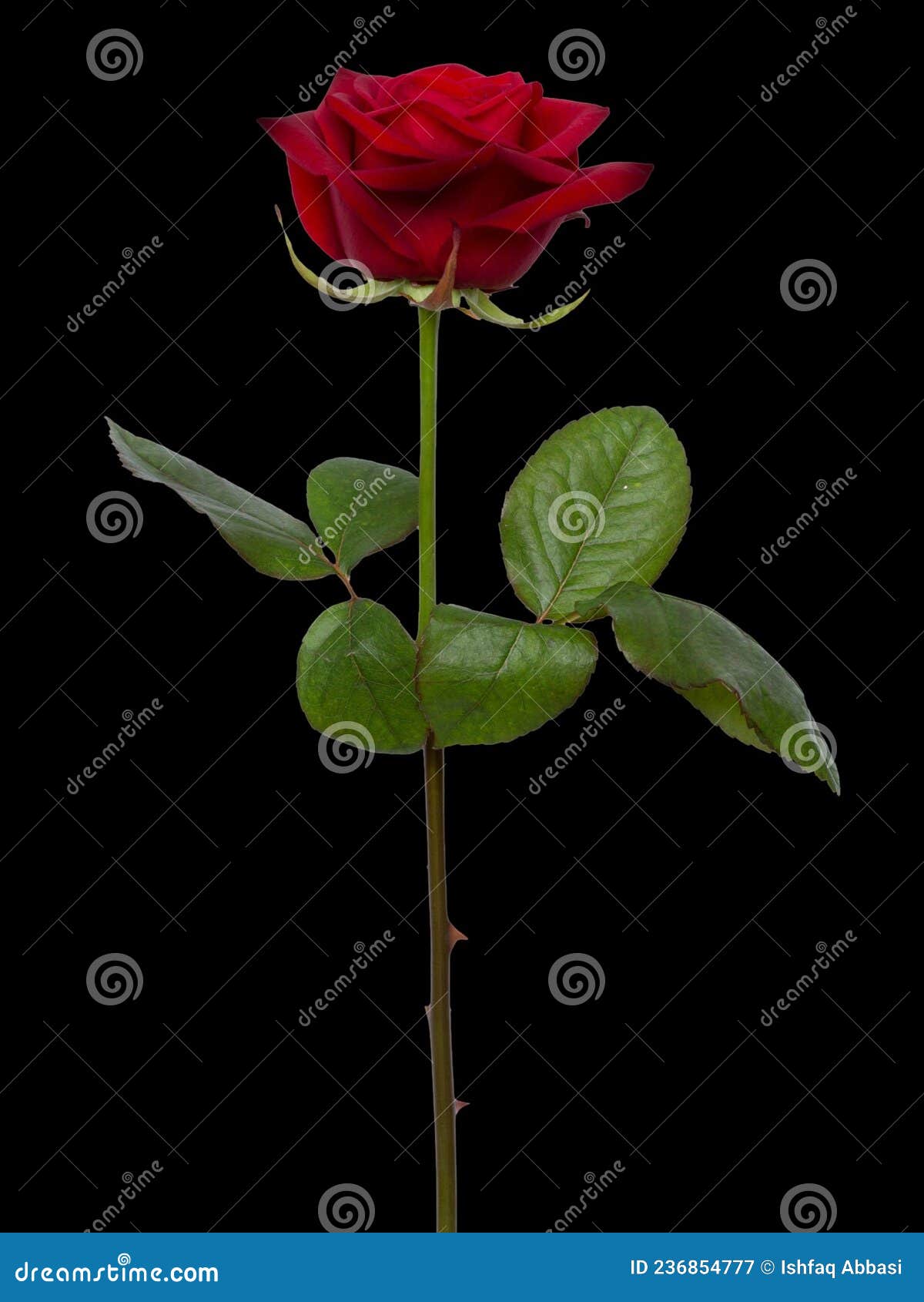 Red Rose in Black Background Stock Image - Image of rose, blossom ...
