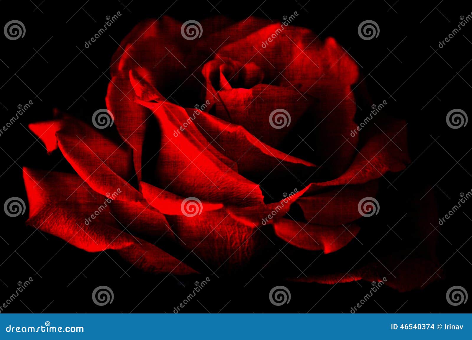 3,443 Black Grunge Rose Stock Photos - Free & Royalty-Free Stock Photos ...