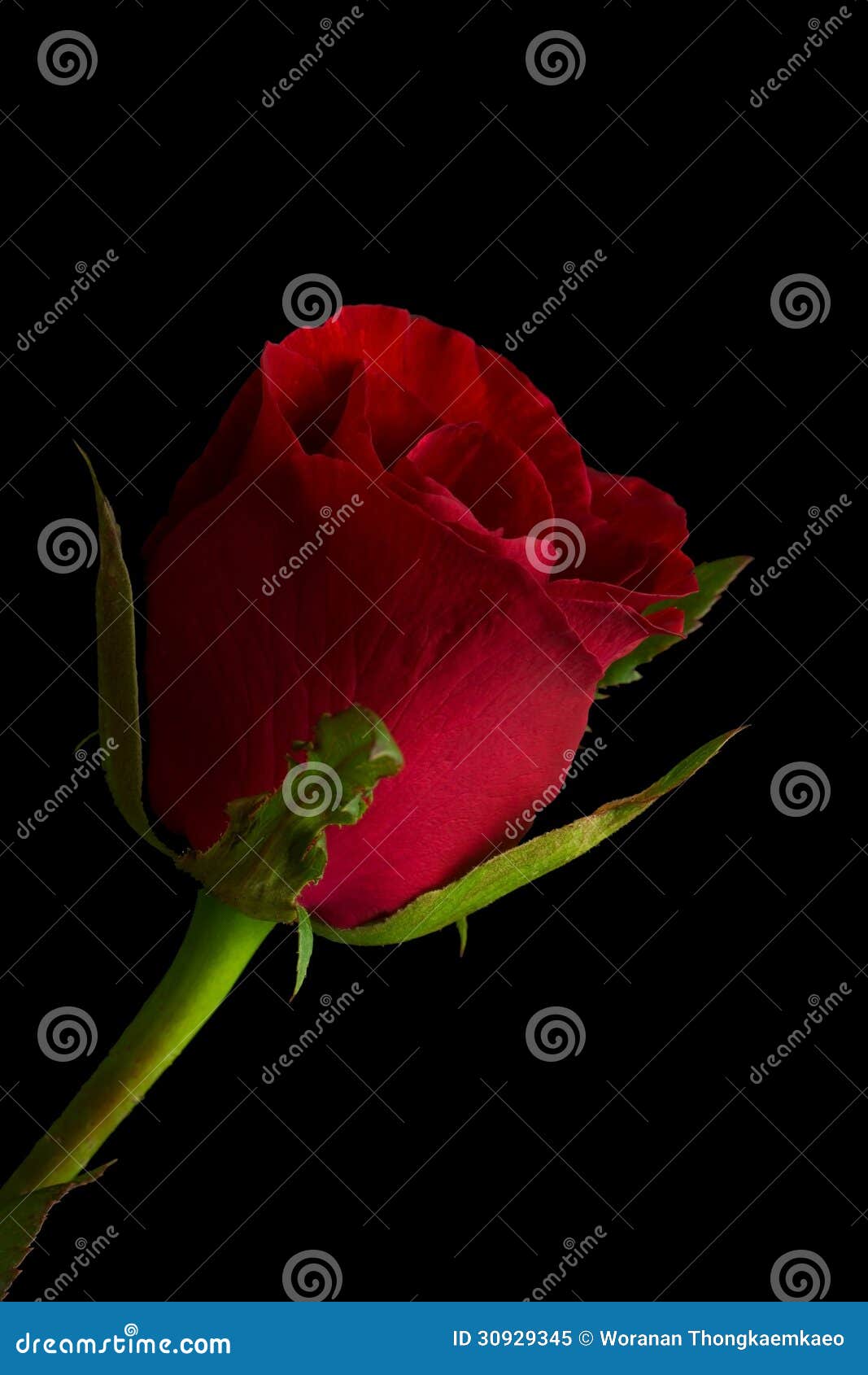 Red Rose on black stock image. Image of floral, nature - 30929345