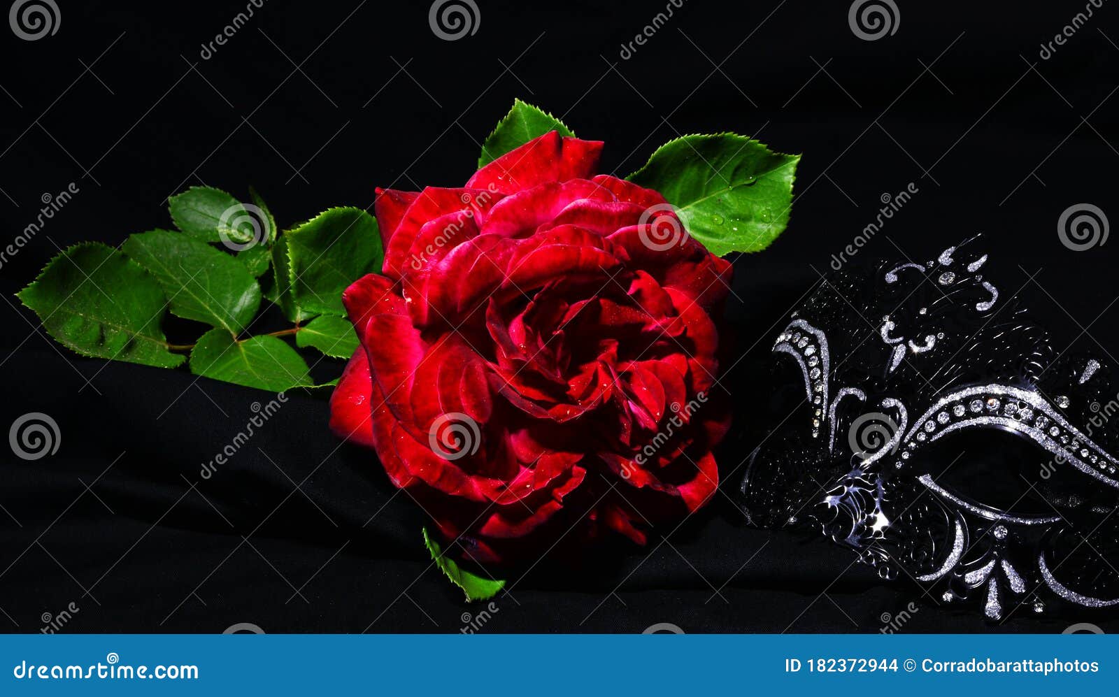 A Red Rose and a Black Mask Stock Photo - Image of fatty, face: 182372944