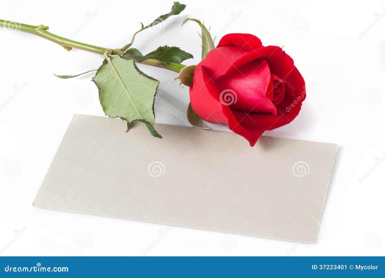 Red Rose with Blank Card stock image. Image of anniversary - 37223401