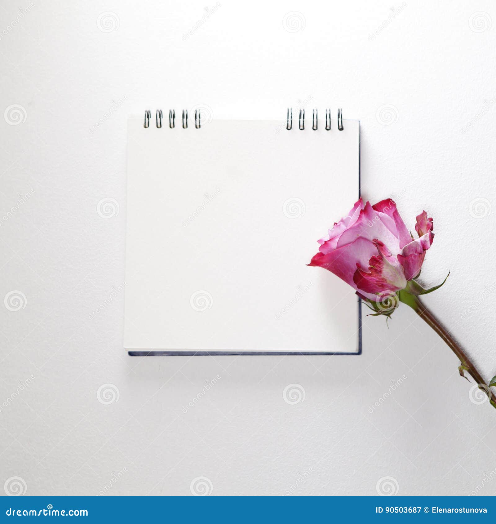 The Red Rose with Blank Card on White Background Stock Image - Image of ...