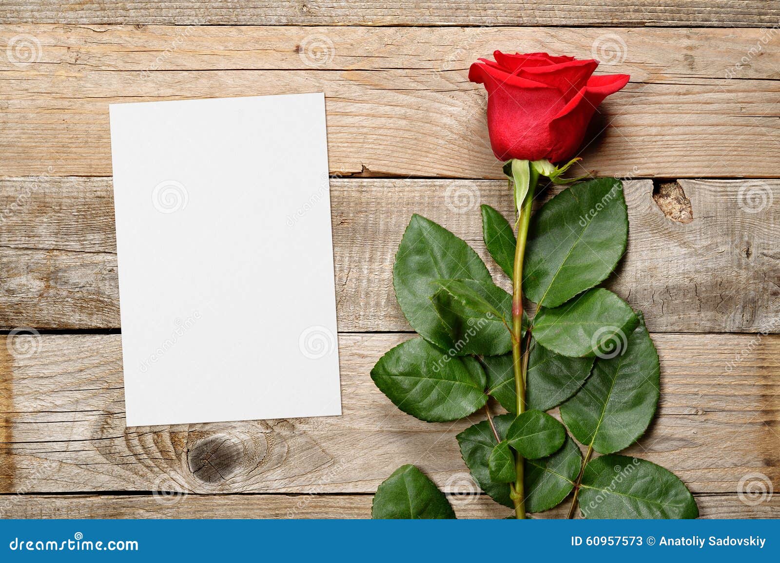 Red Rose and Blank Greeting Card Stock Image - Image of background ...