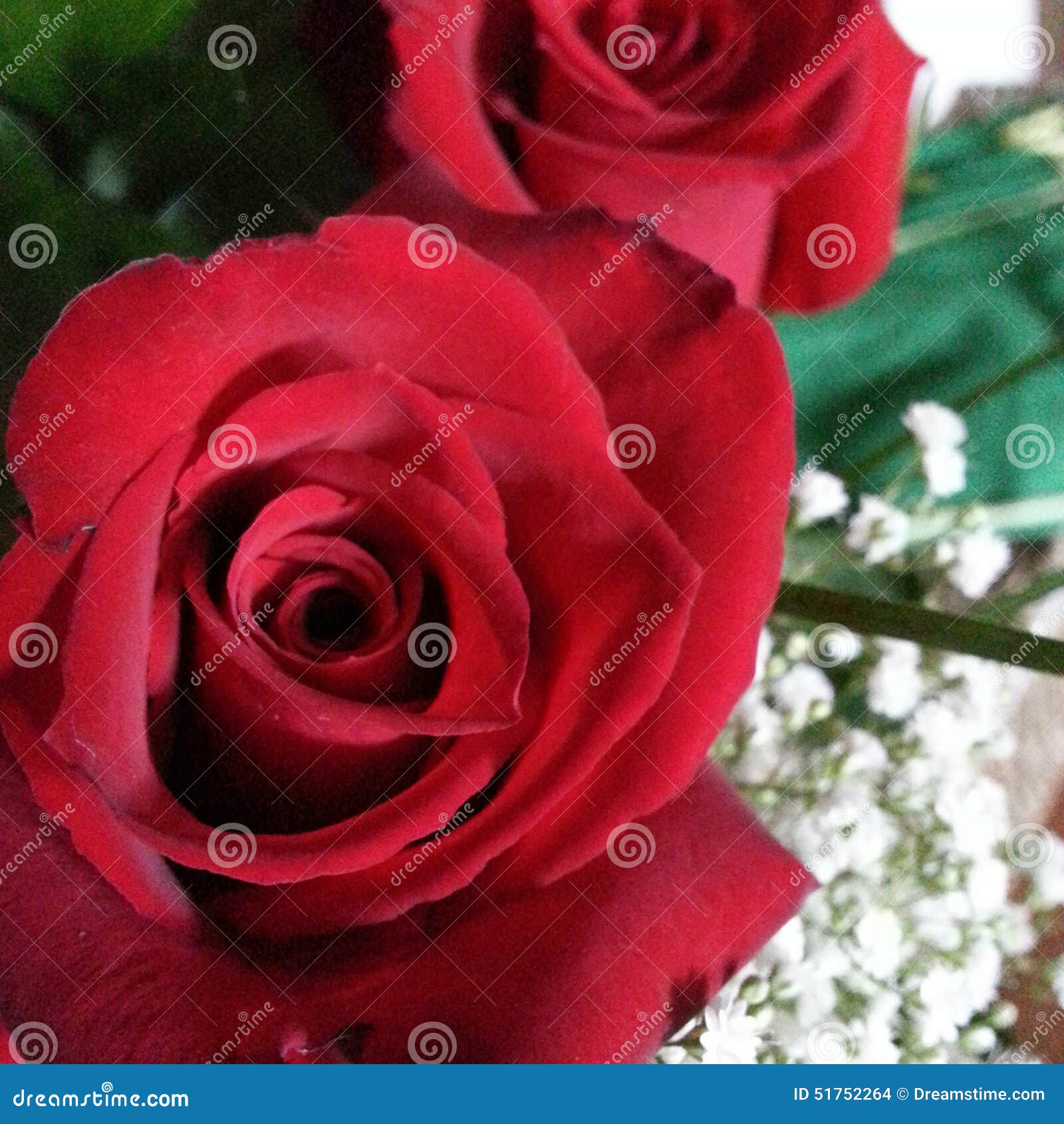 Red rose stock photo. Image of rose, bloom, breath, babys - 51752264