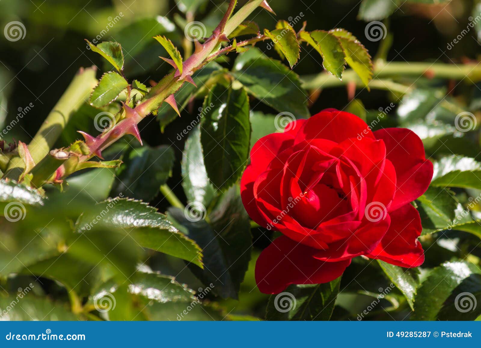Red rose in bloom stock image. Image of leaves, bright - 49285287