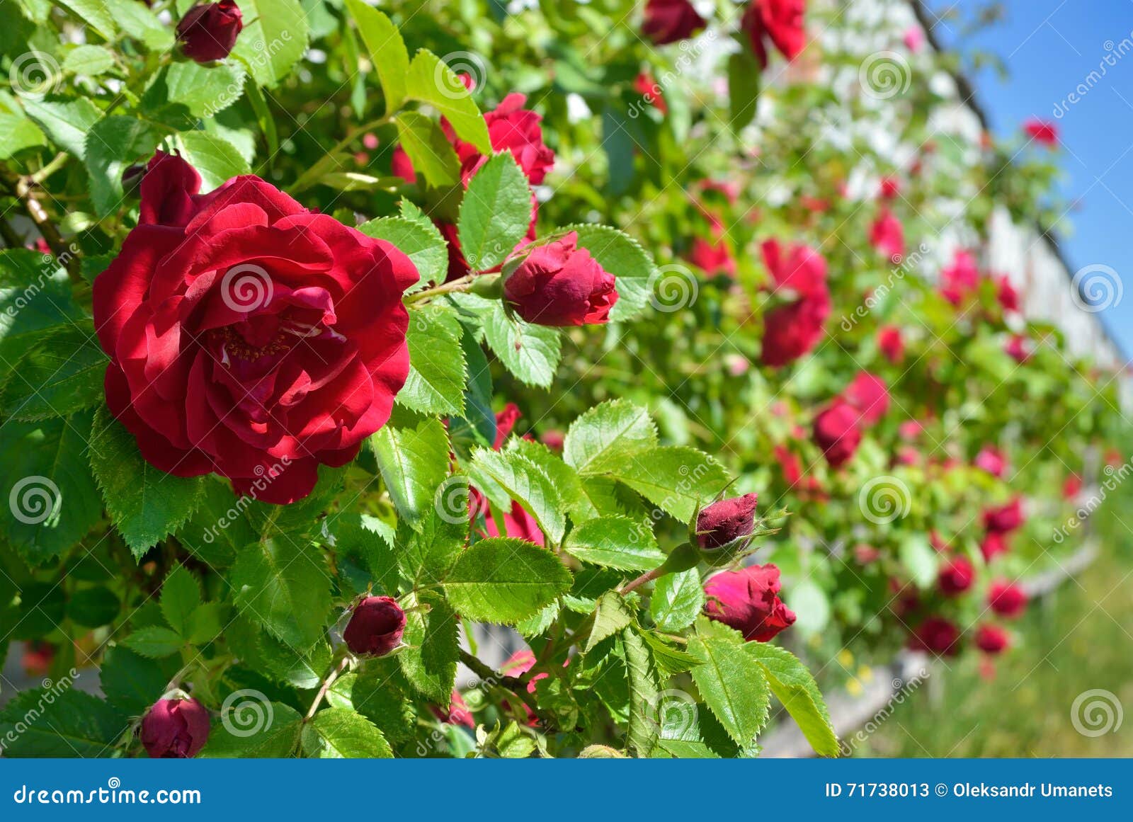 Red Rose Bloom in Garden on Background of Blue Sky Stock Image - Image ...