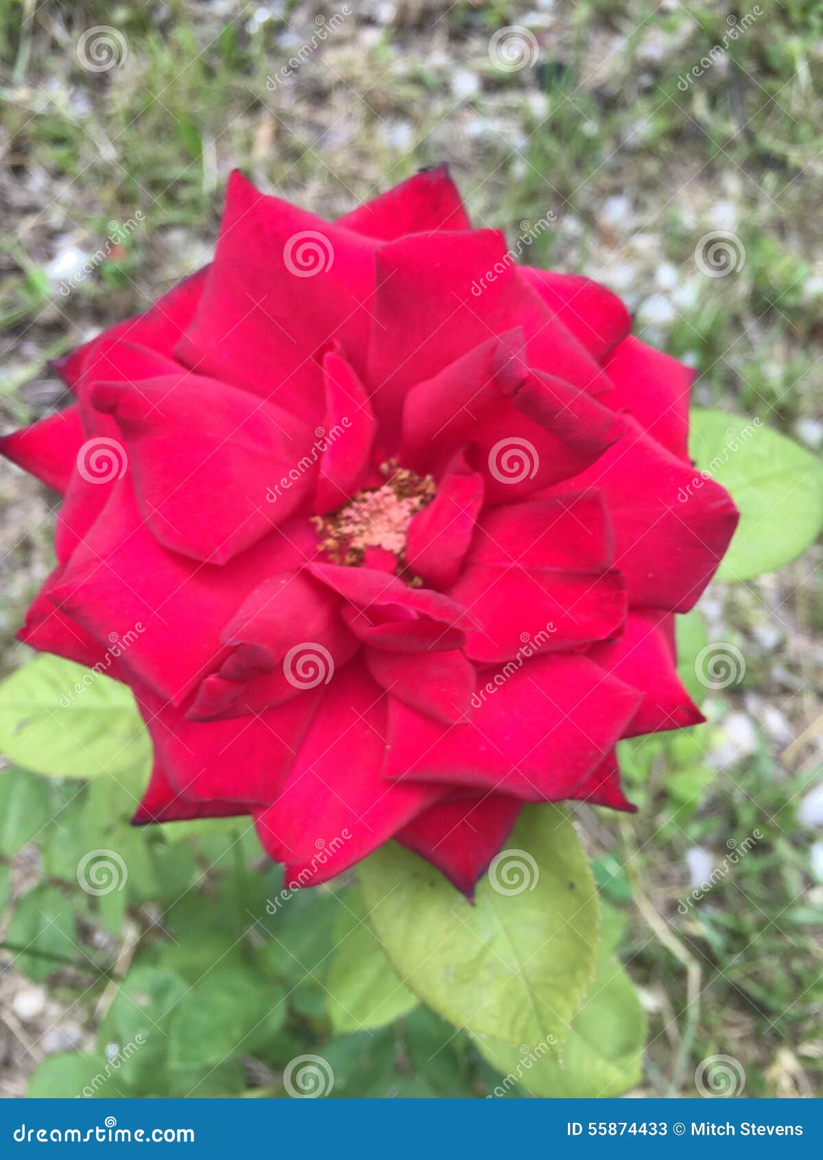 Red rose bloom stock image. Image of spring, bloom, rose - 55874433