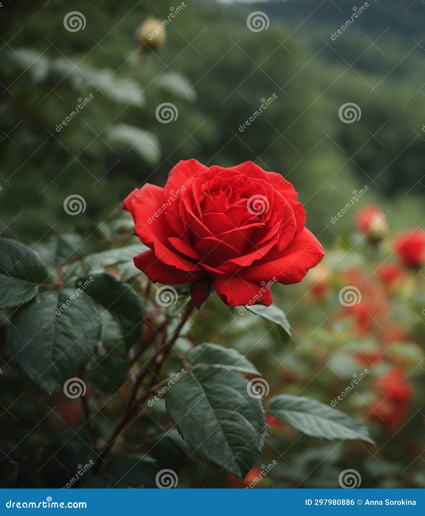 A Red Rose Bloomed in the Garden Stock Photo - Image of garden ...