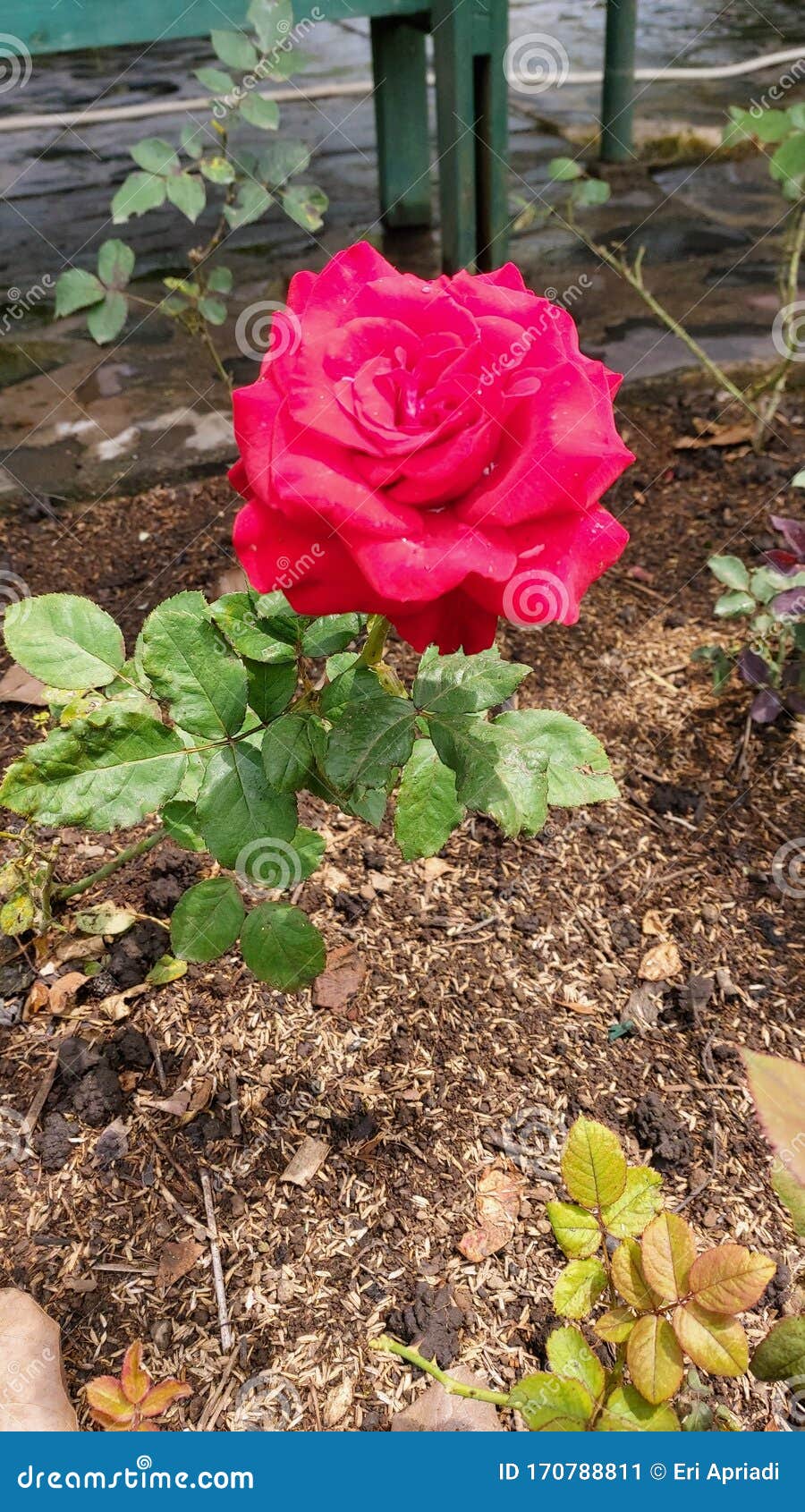 Red rose blooming stock image. Image of flower, rose - 170788811