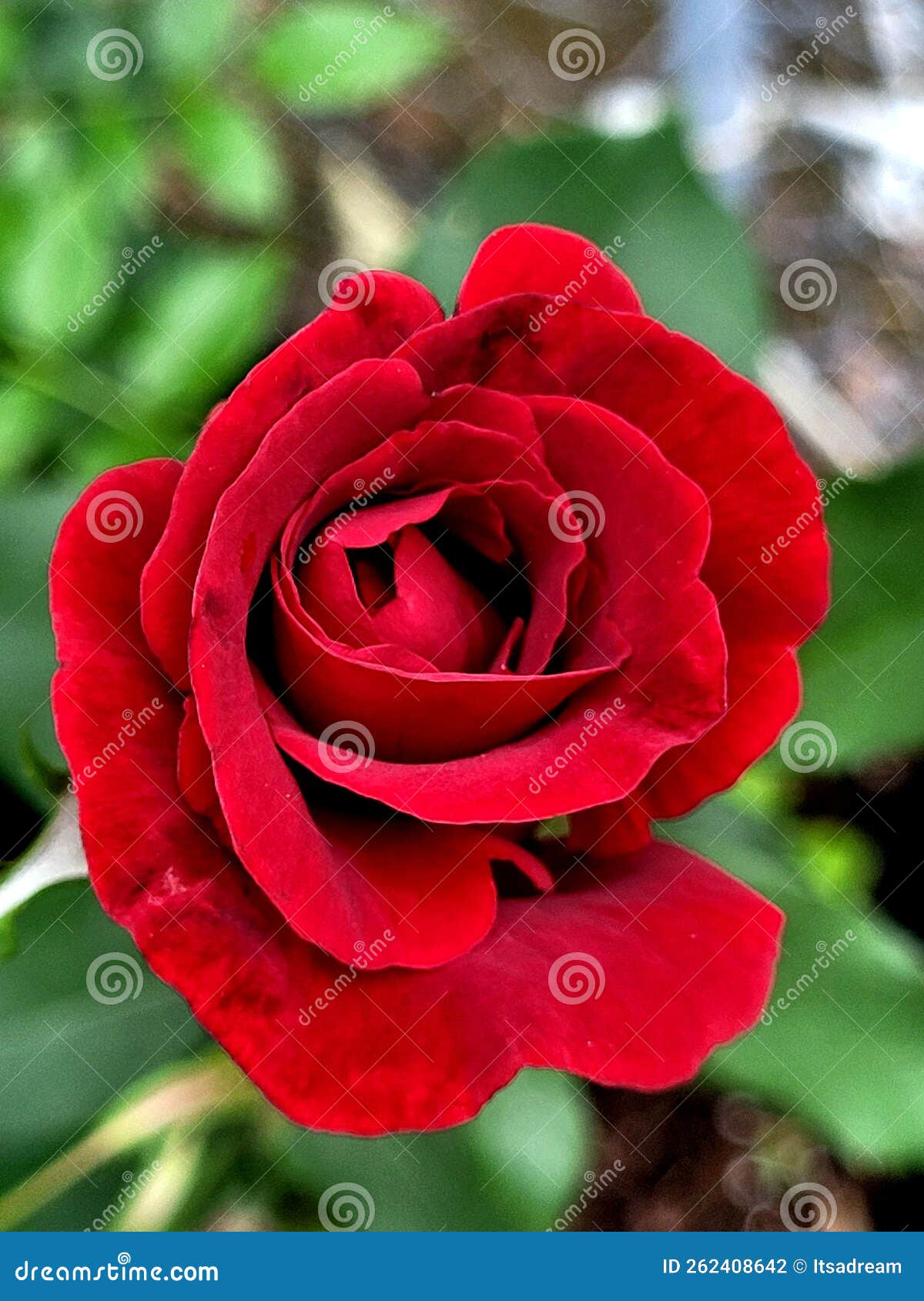 Red rose blooming stock photo. Image of peony, leaf - 262408642