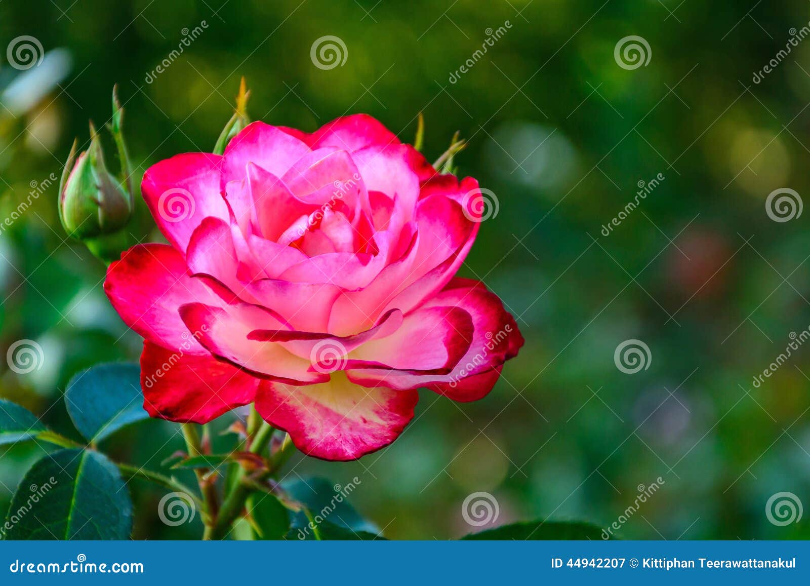 Red rose blooming stock image. Image of macro, nature - 44942207