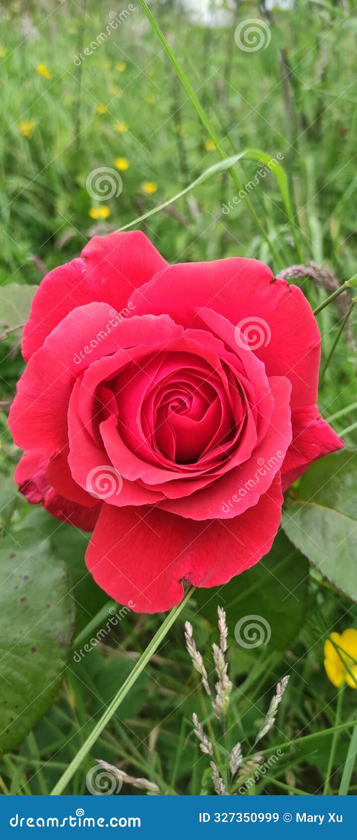 A Red Rose Blooming with Green Grass in the Garden Stock Image - Image ...