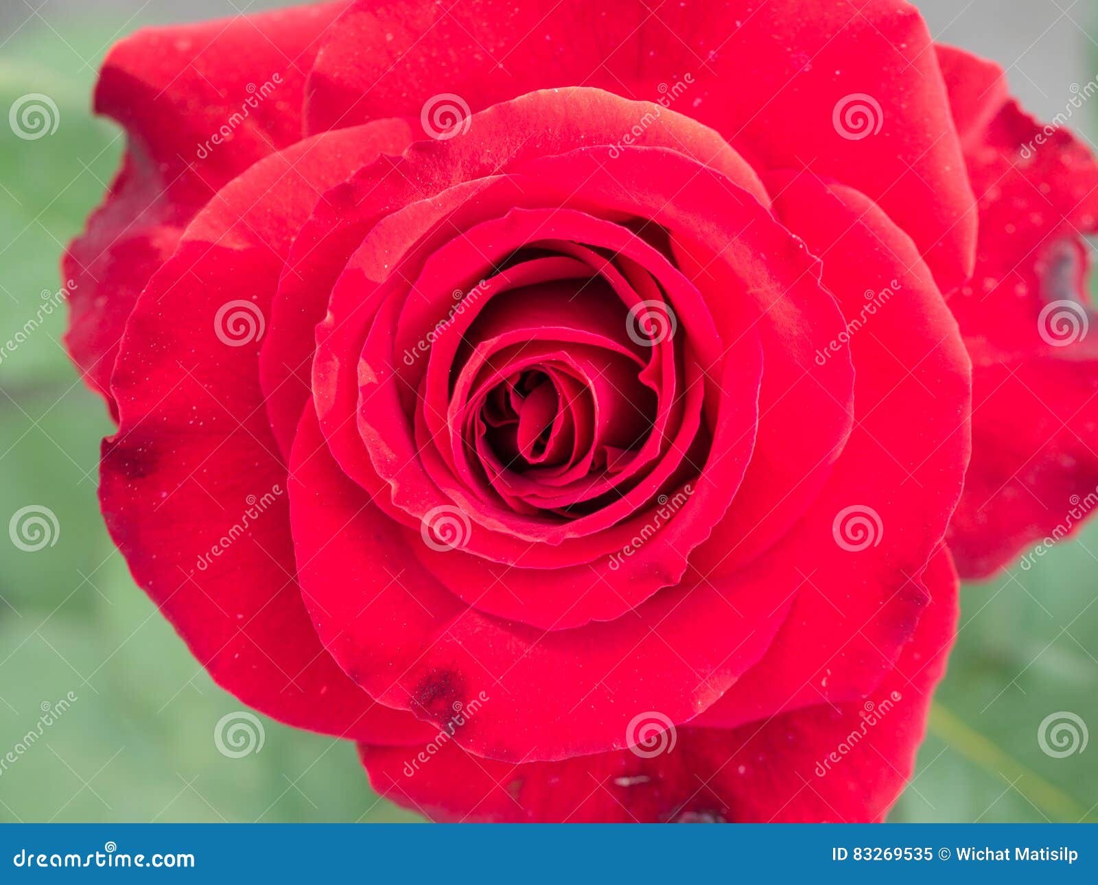 Red Rose Blooming stock image. Image of life, domestic - 83269535