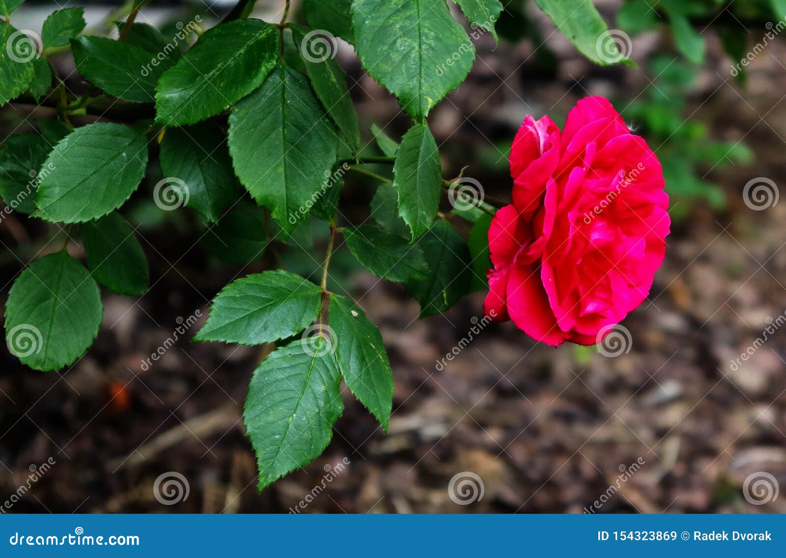 Red rose stock image. Image of rose, growth, blossom - 154323869