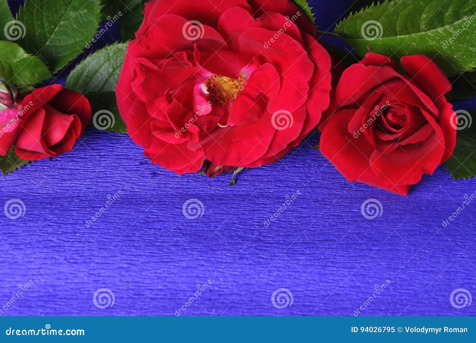 Red Rose on a Blue Background Stock Image - Image of material, flower ...