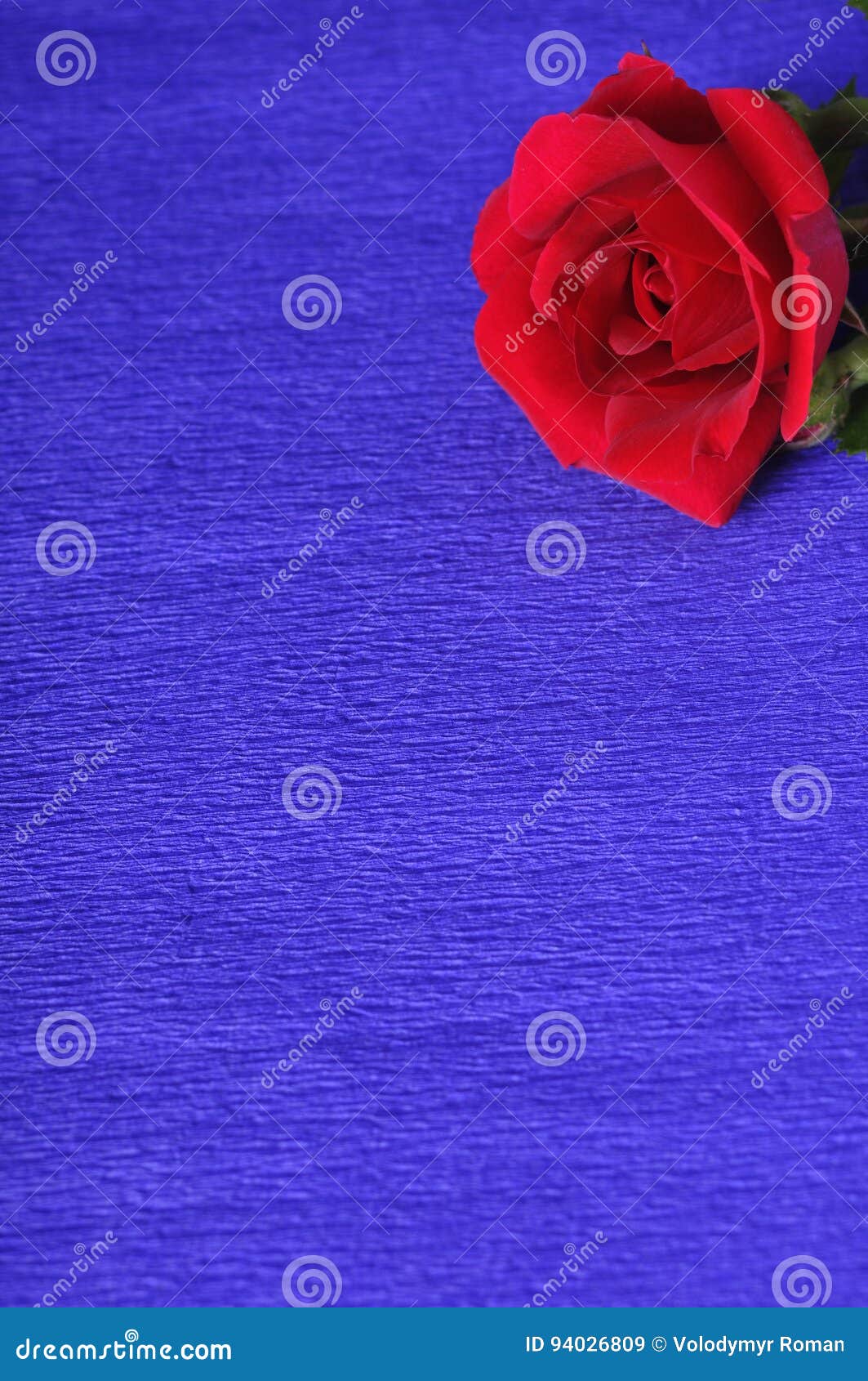 Red Rose on a Blue Background Stock Image - Image of backgrounds ...