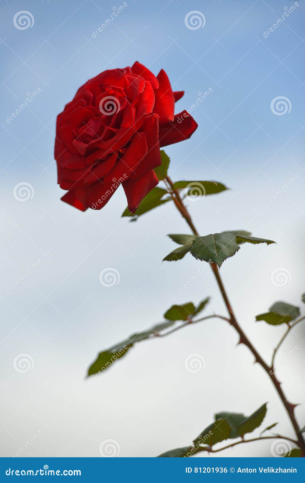 Red Rose on Blue Background Stock Photo - Image of blue, closeup: 81201936