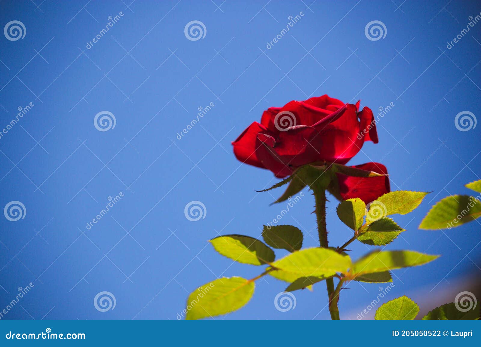 Red Rose with Blue Sky As Background for Copy Space Stock Photo - Image ...