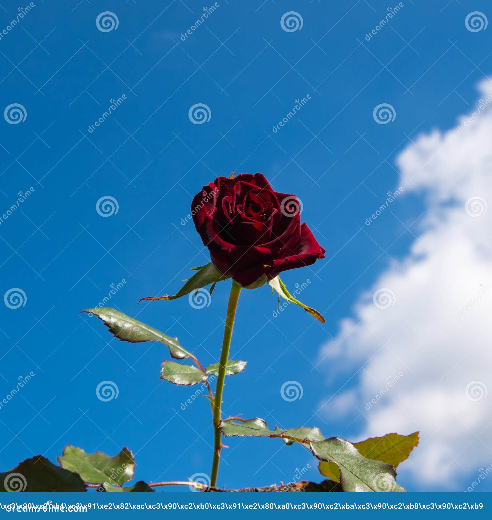 Red Rose on a Blue Sky Background,close-up,copy Space Stock Photo ...