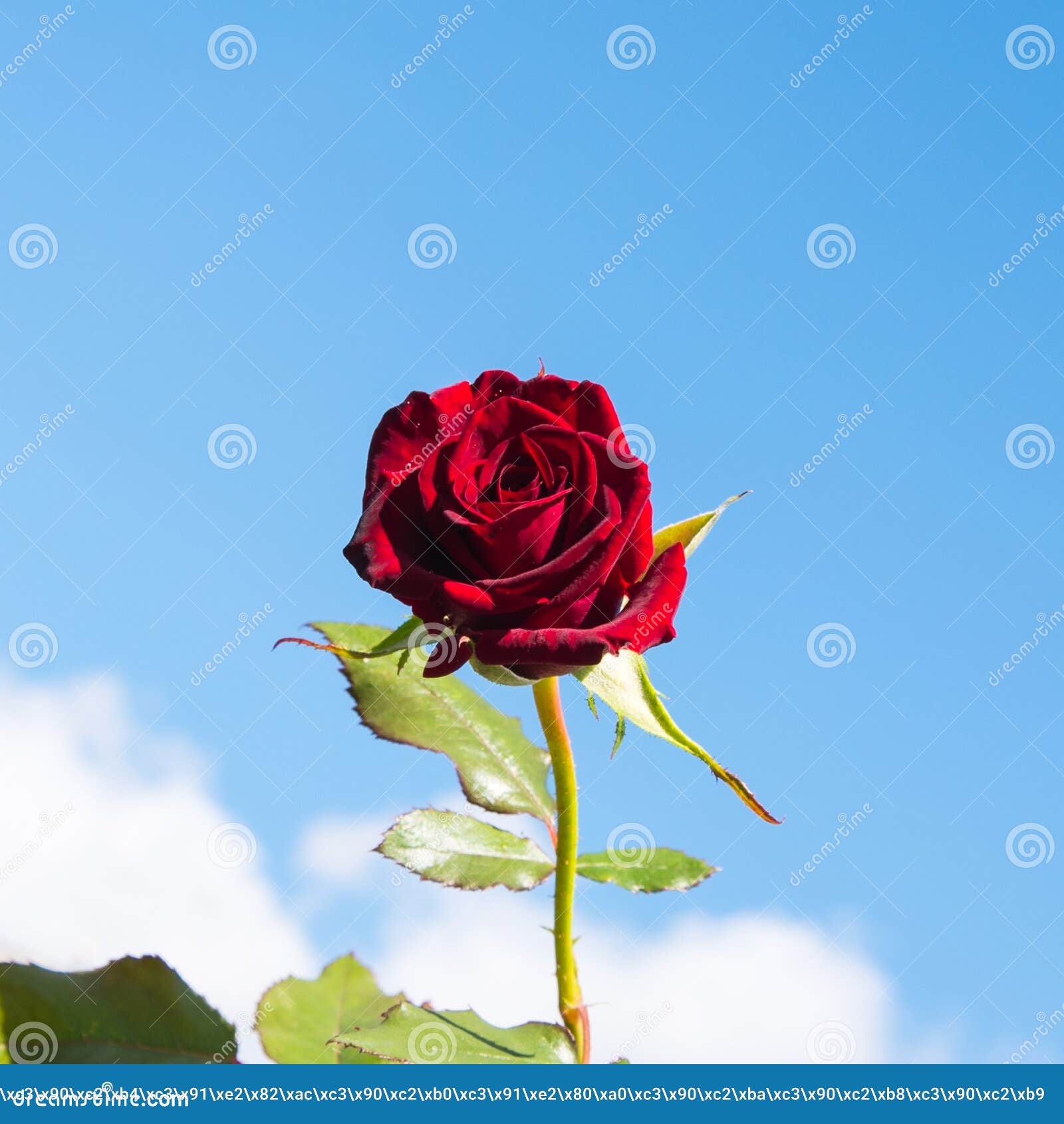 Red Rose on a Blue Sky Background,close-up,copy Space Stock Image ...