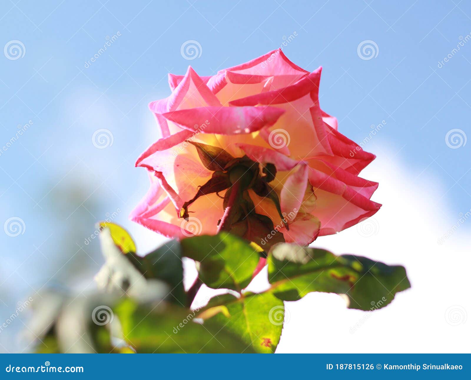 Red Rose on Blue Sky Background Stock Photo - Image of leaves, ower ...
