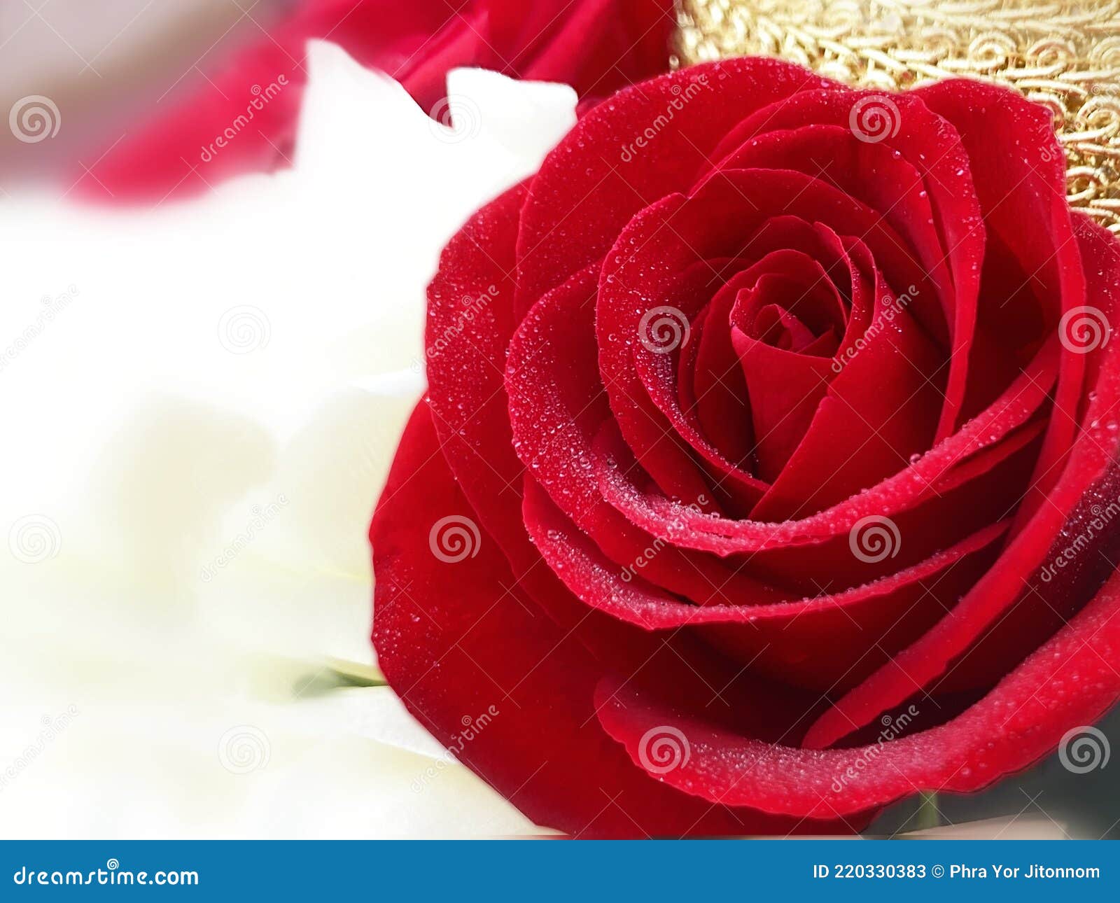 Red Rose Blur Background with Space for Text. Stock Image - Image of ...