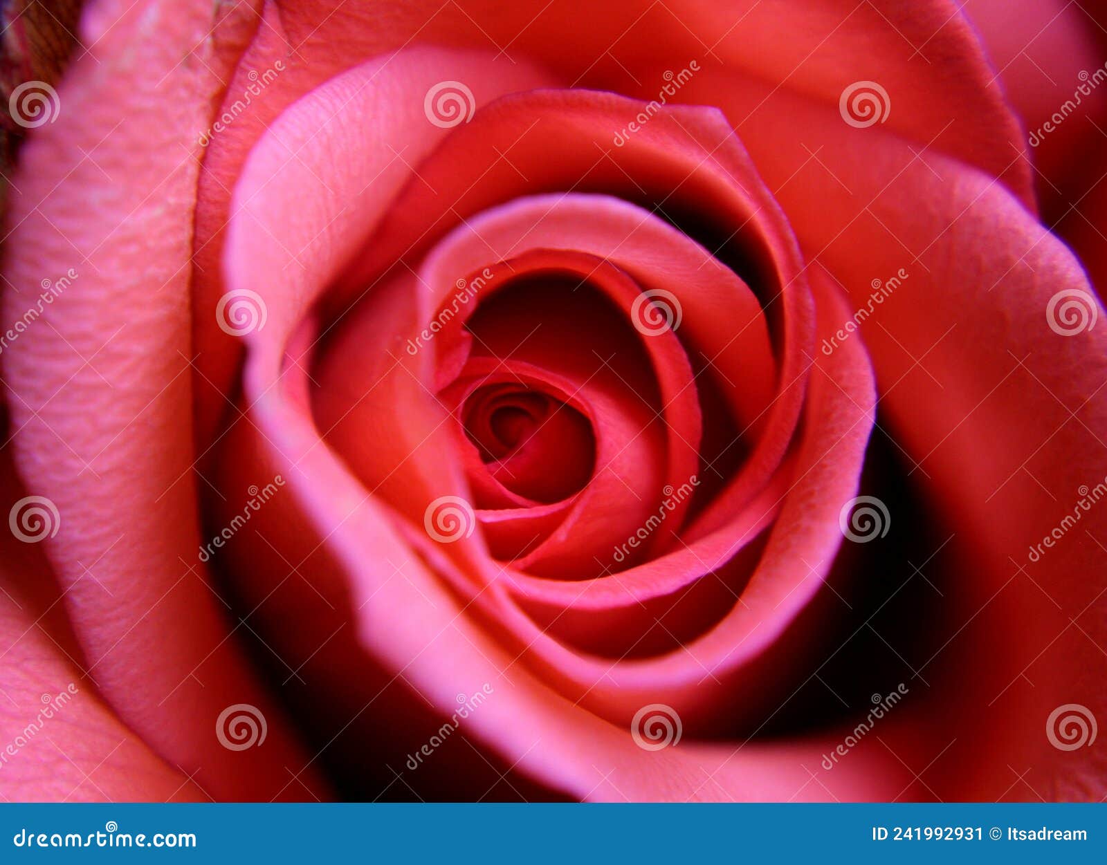 Red rose with blurred edge stock image. Image of scent - 241992931