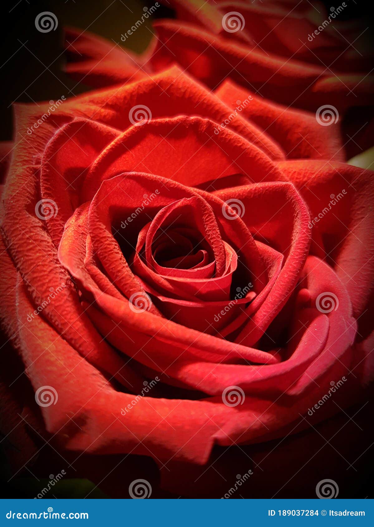 Red rose with blurred edge stock photo. Image of edge - 189037284