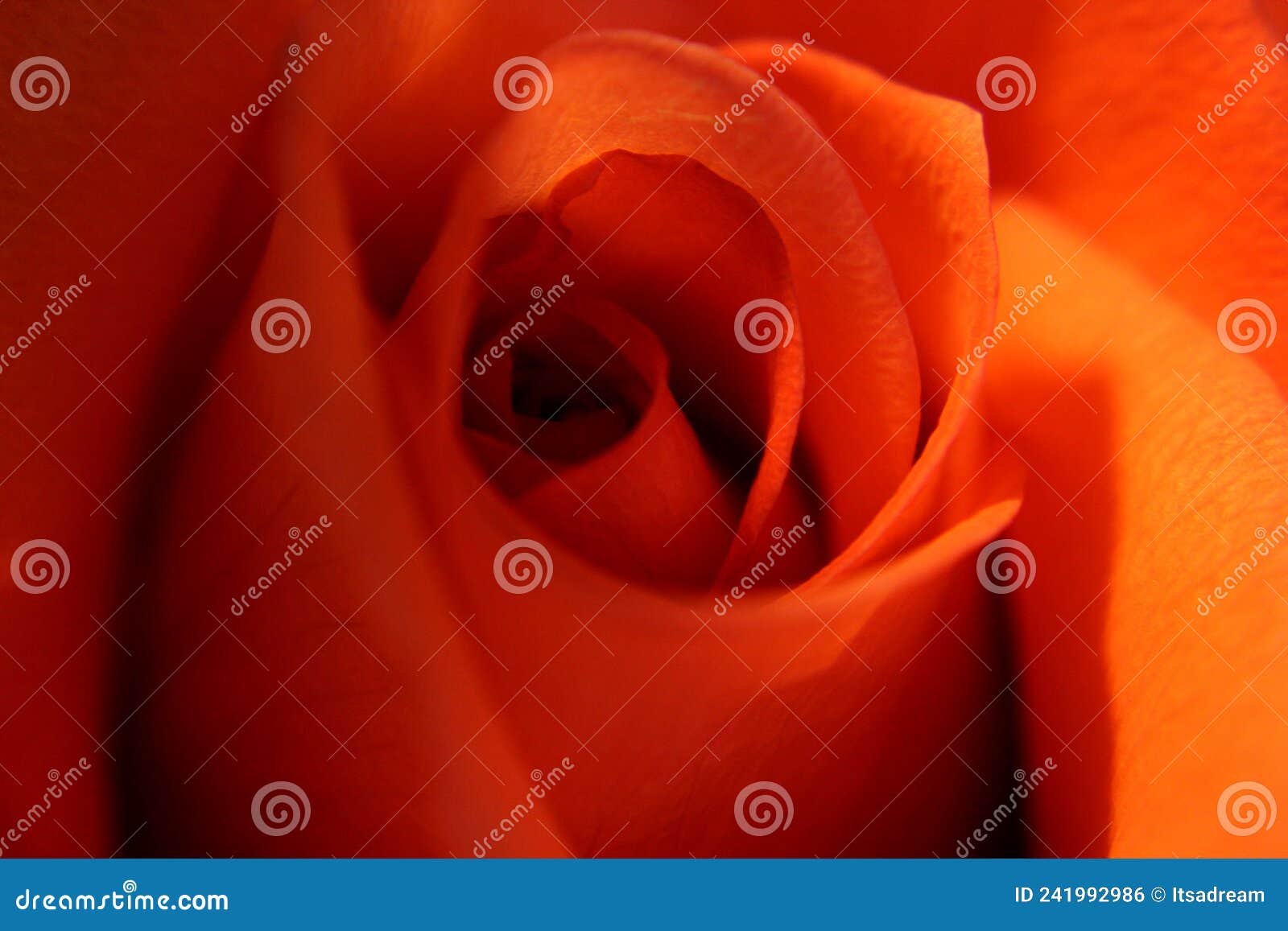 Red rose with blurred edge stock photo. Image of vignette - 241992986
