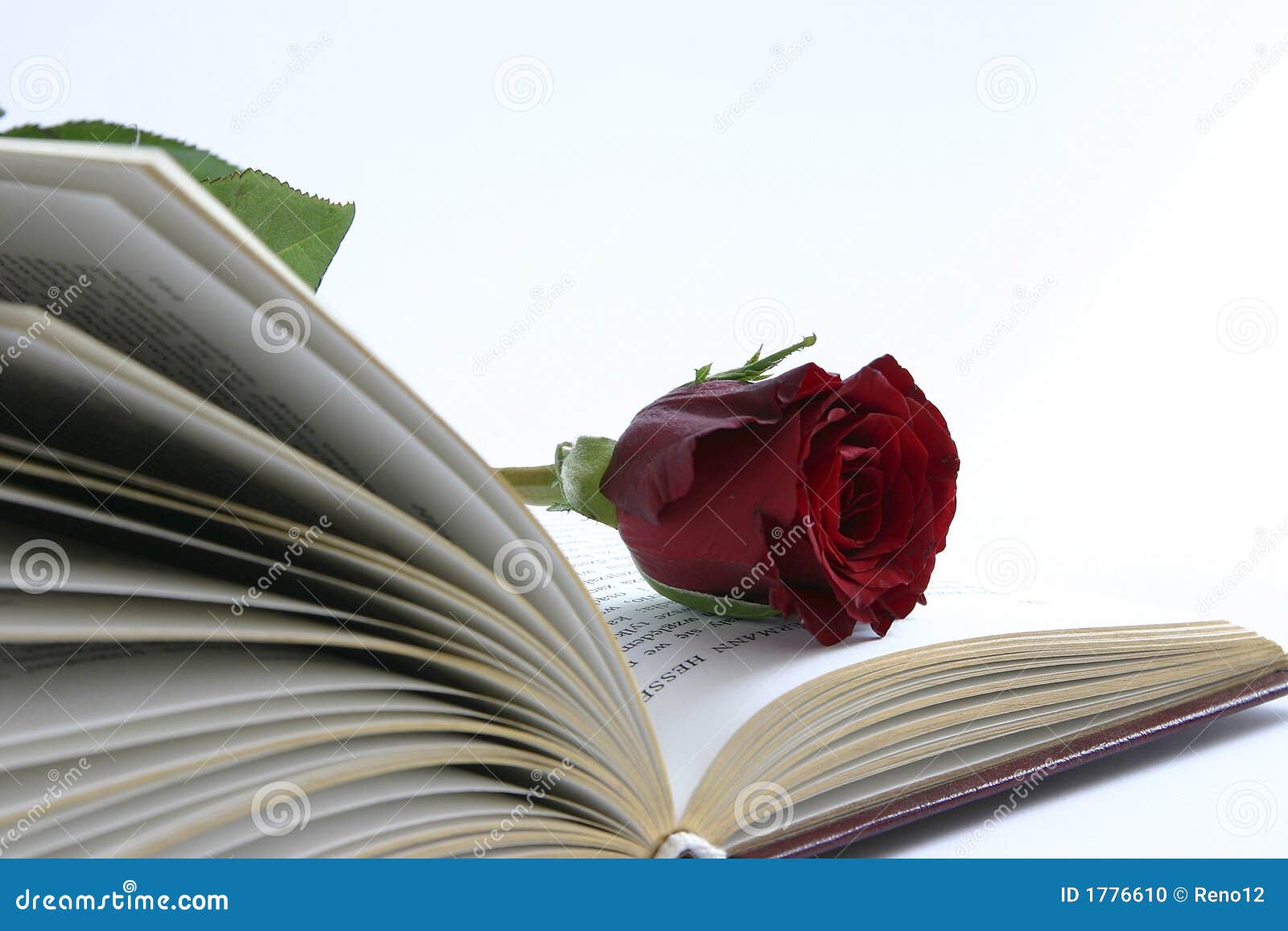 Red rose in a book stock photo. Image of forget, beautiful - 1776610