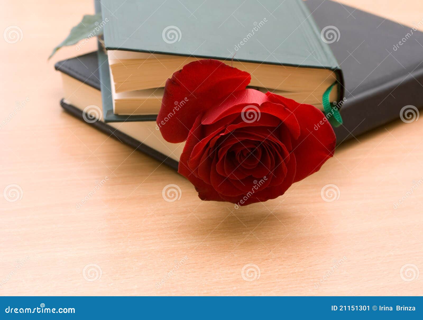 Red rose in a book stock image. Image of white, petals - 21151301