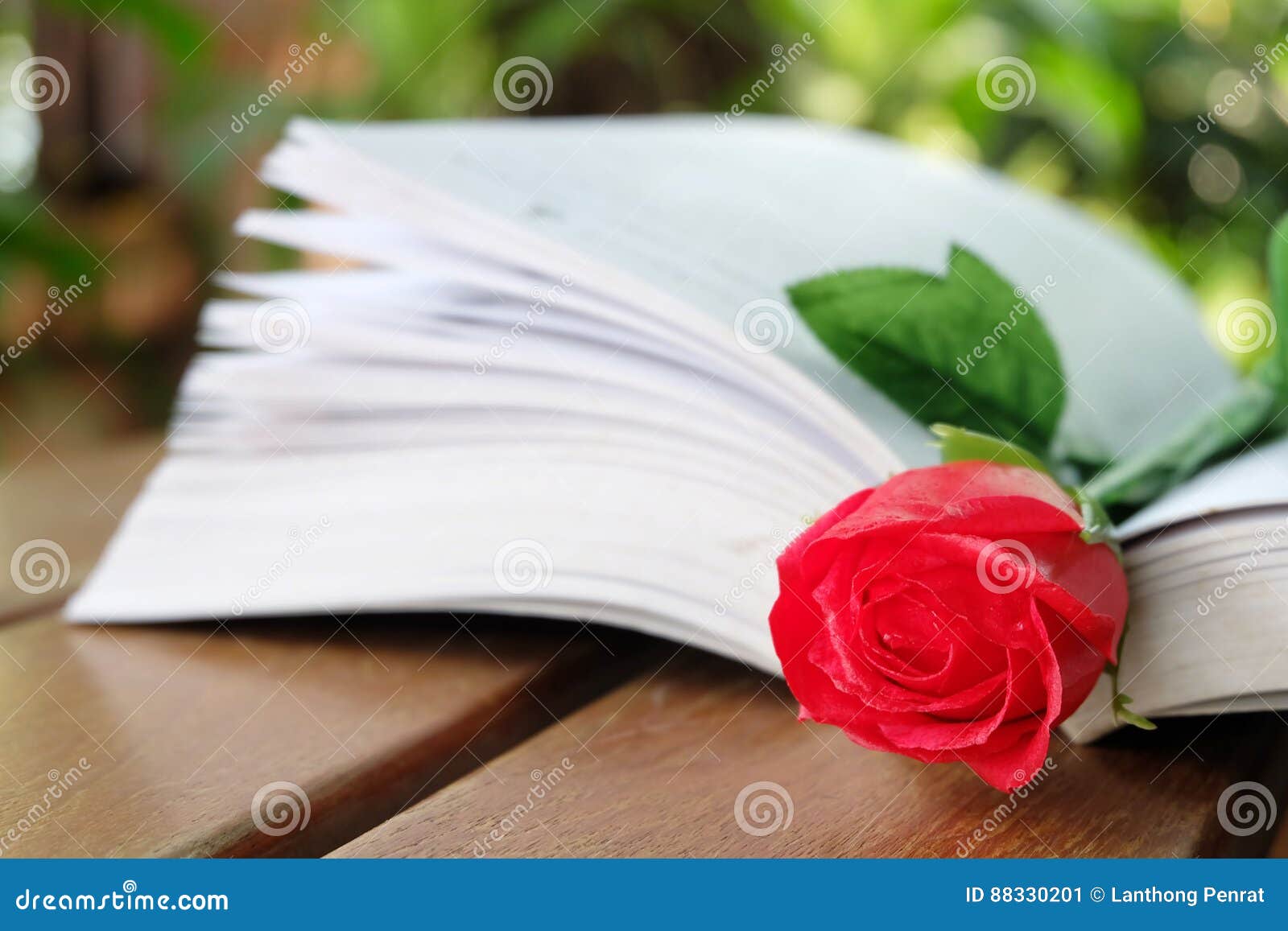 Red rose and the book stock image. Image of flower, petal - 88330201